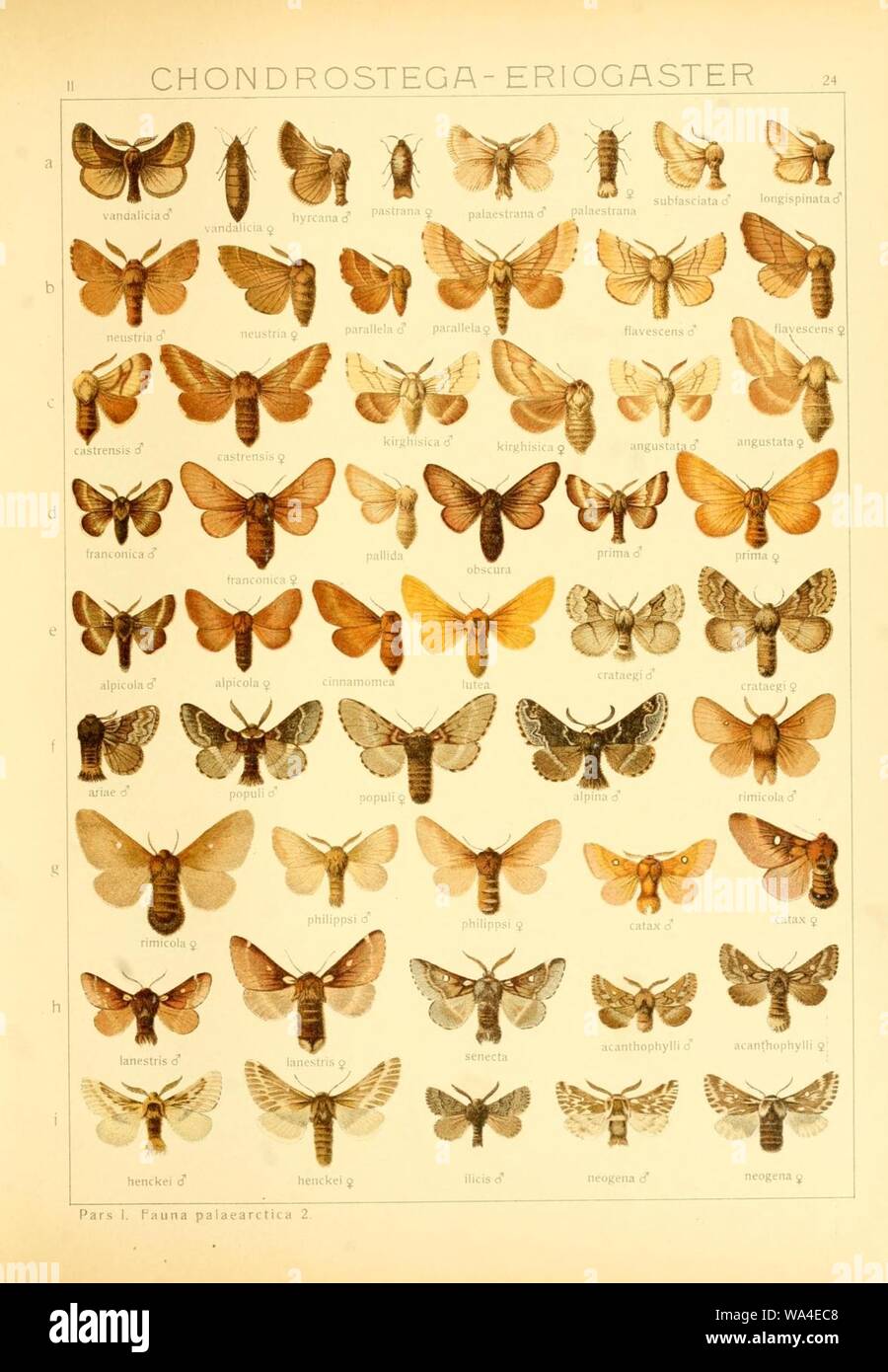 Die Gross-Schmetterlinge der Erde (Taf. 24 Stock Photo - Alamy