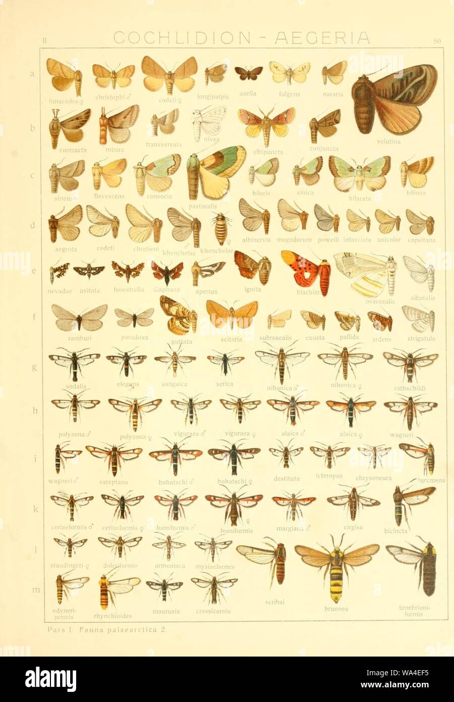 Die Gross-Schmetterlinge der Erde (Taf. 50 Stock Photo - Alamy