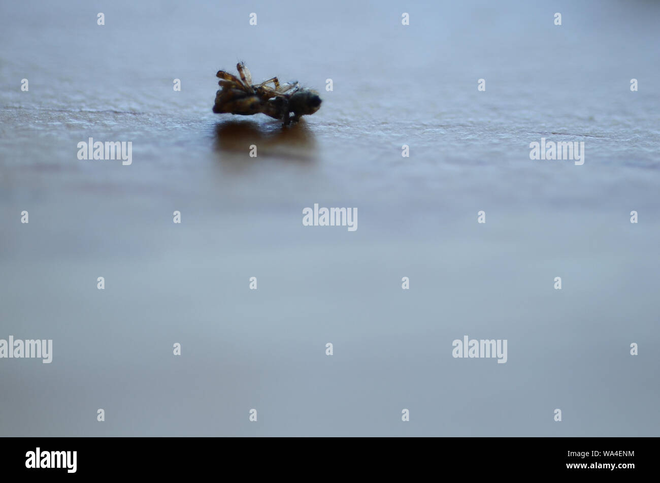 AUTOPSY ARACHNID: A thorough examination of a spiders dead body Stock ...