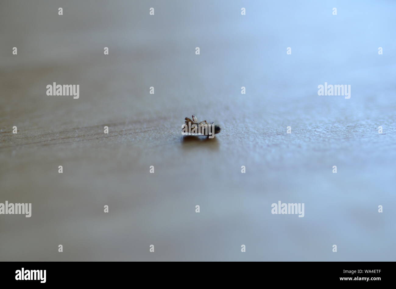 AUTOPSY ARACHNID: A thorough examination of a spiders dead body Stock ...