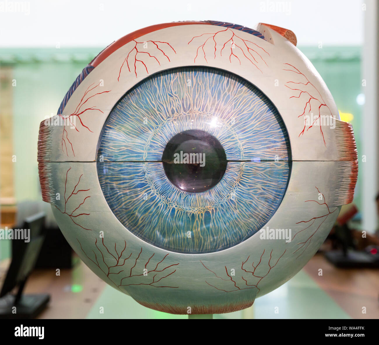 Human eye anatomy light hi-res stock photography and images - Alamy