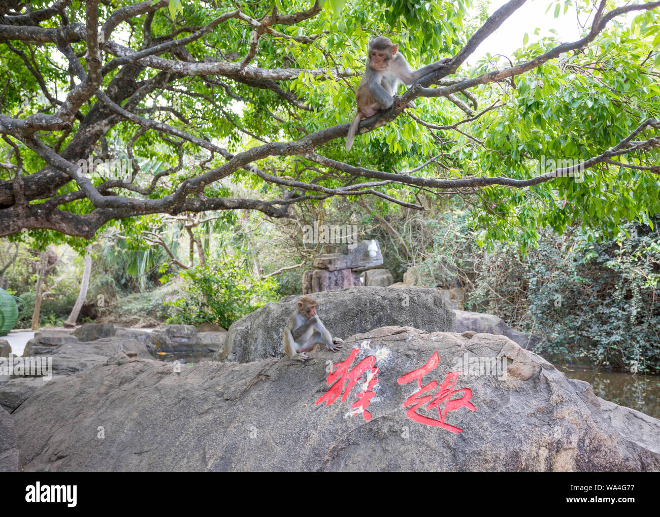 Hainan lingshui south bay monkey island Stock Photo - Alamy