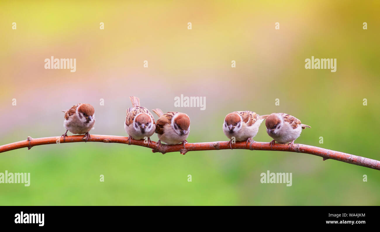 Funny bird flying garden hi-res stock photography and images - Alamy