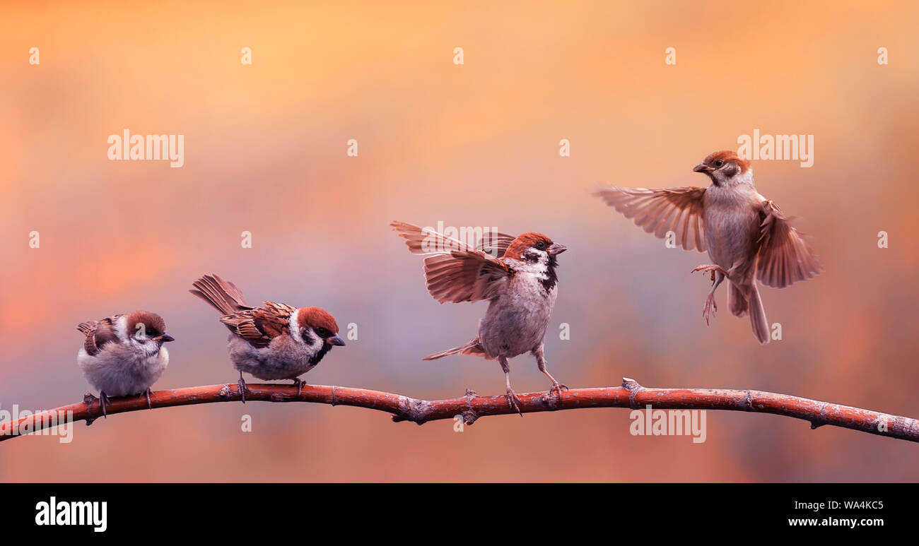 Bird bet hi-res stock photography and images - Alamy