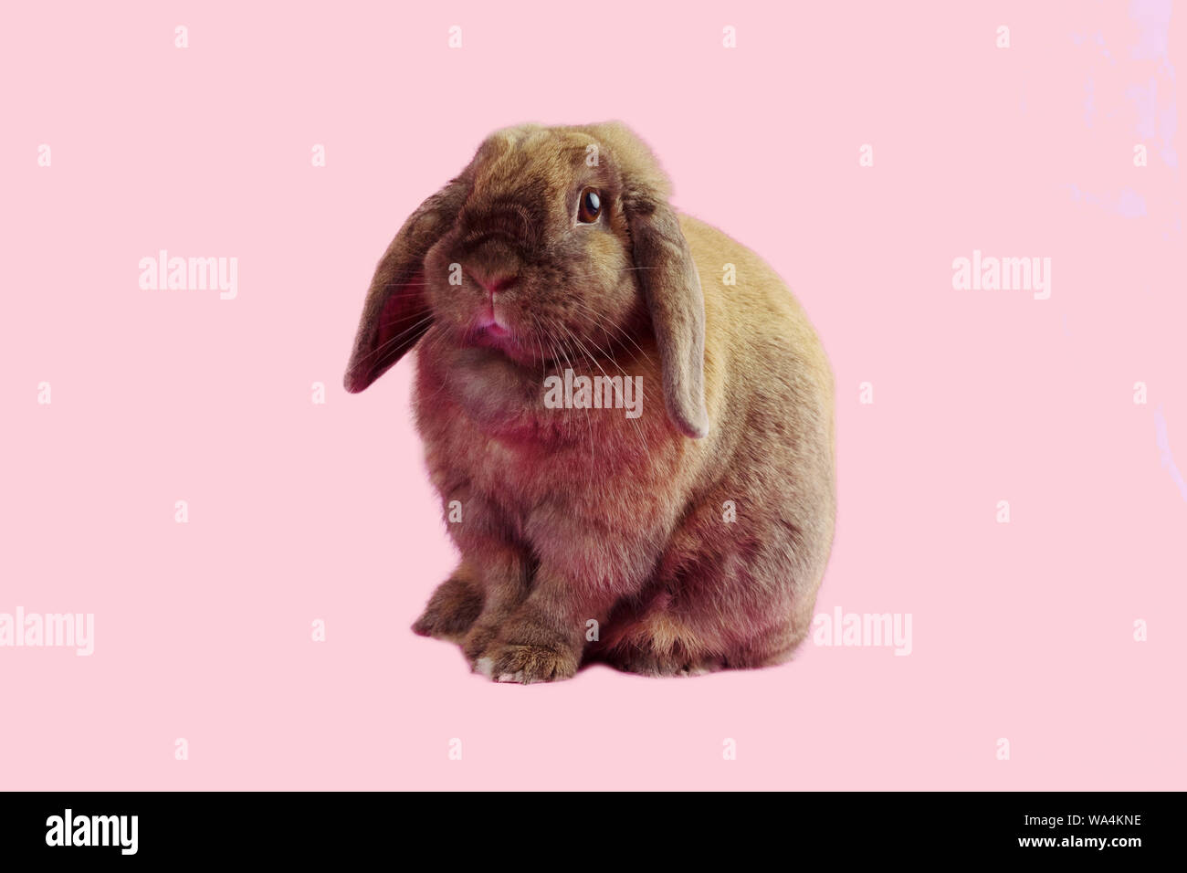 Cute domestic rabbit against pastel pink colored background Stock Photo ...