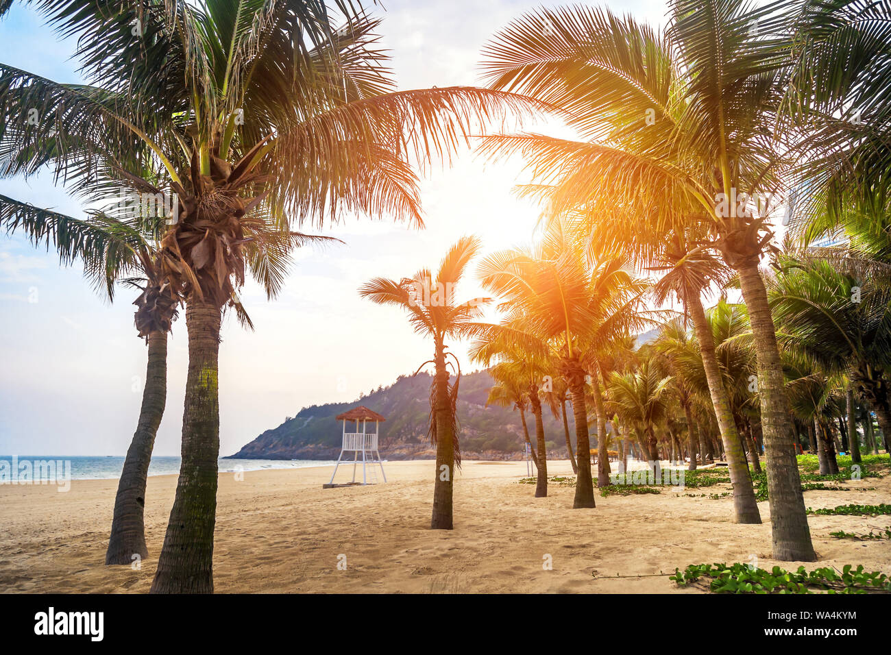 Guangdong province 'island beach coconut trees Stock Photo - Alamy