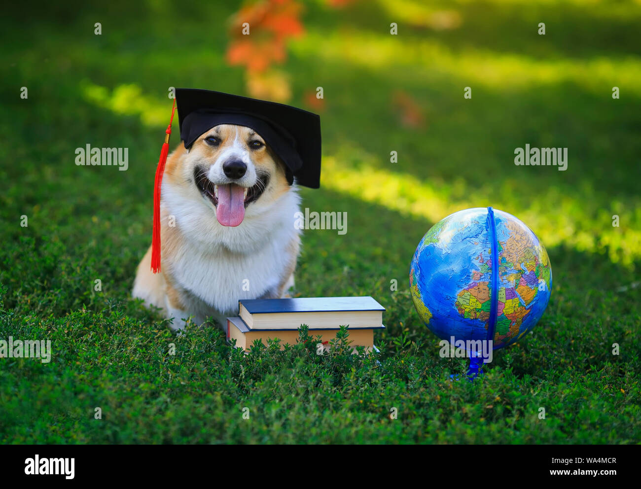 Student dog hi-res stock photography and images - Alamy