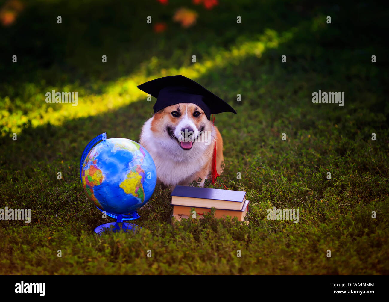 funny student dog puppy Corgi sitting in a garden on green grass with ...