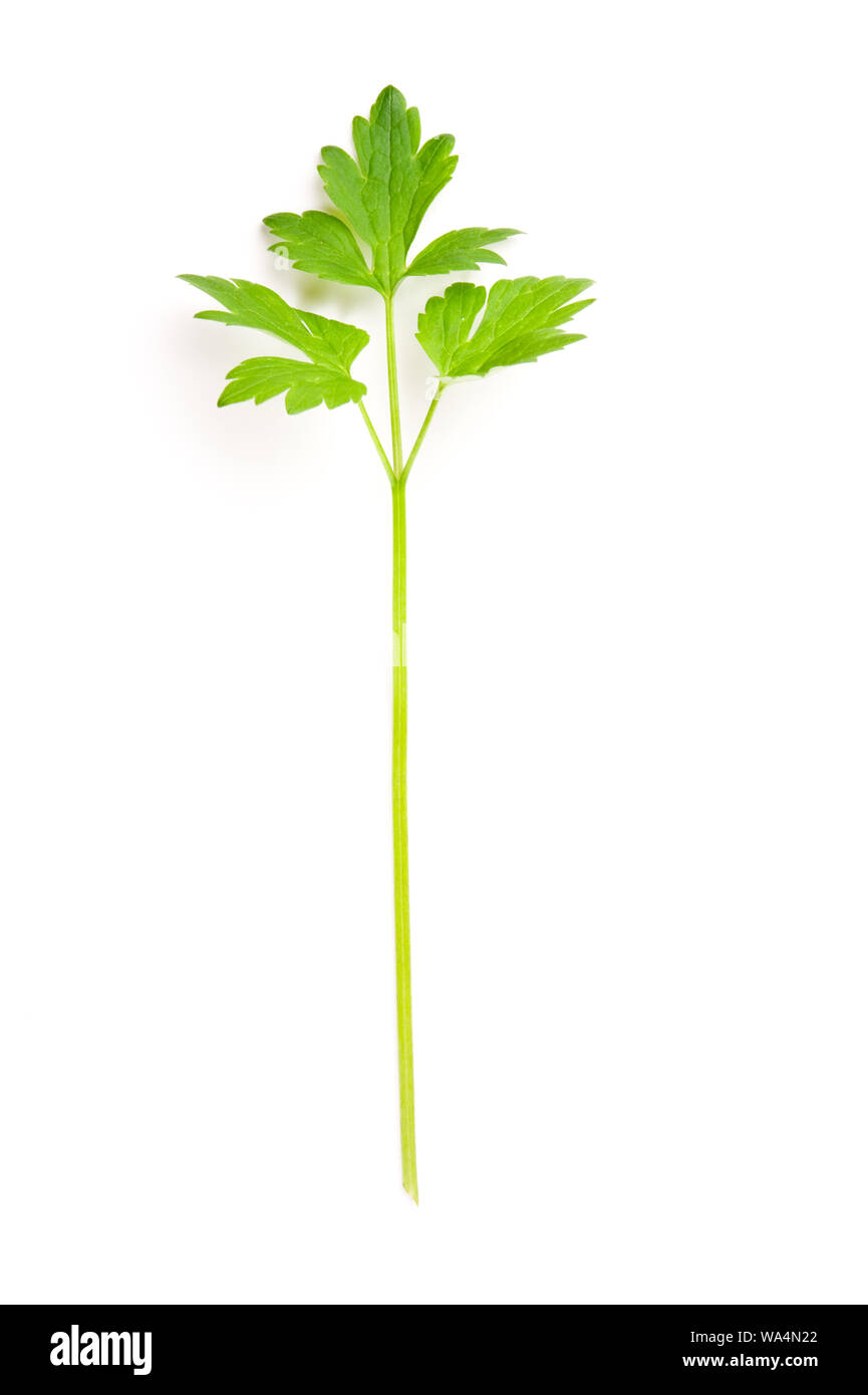 Buttercup (Ranunculus sp.) leaf on white background Stock Photo - Alamy
