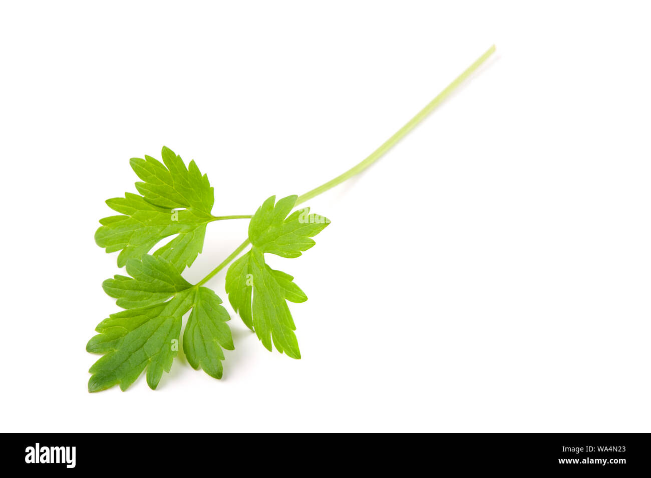 Buttercup (Ranunculus sp.) leaf on white background Stock Photo - Alamy