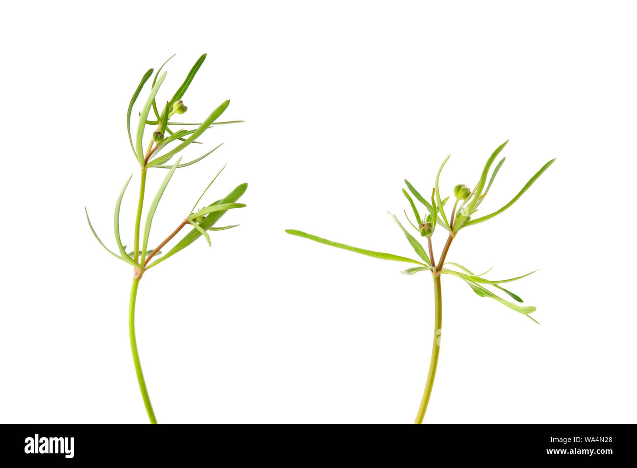 Buttercup (Ranunculus sp.) leaves on white background Stock Photo - Alamy