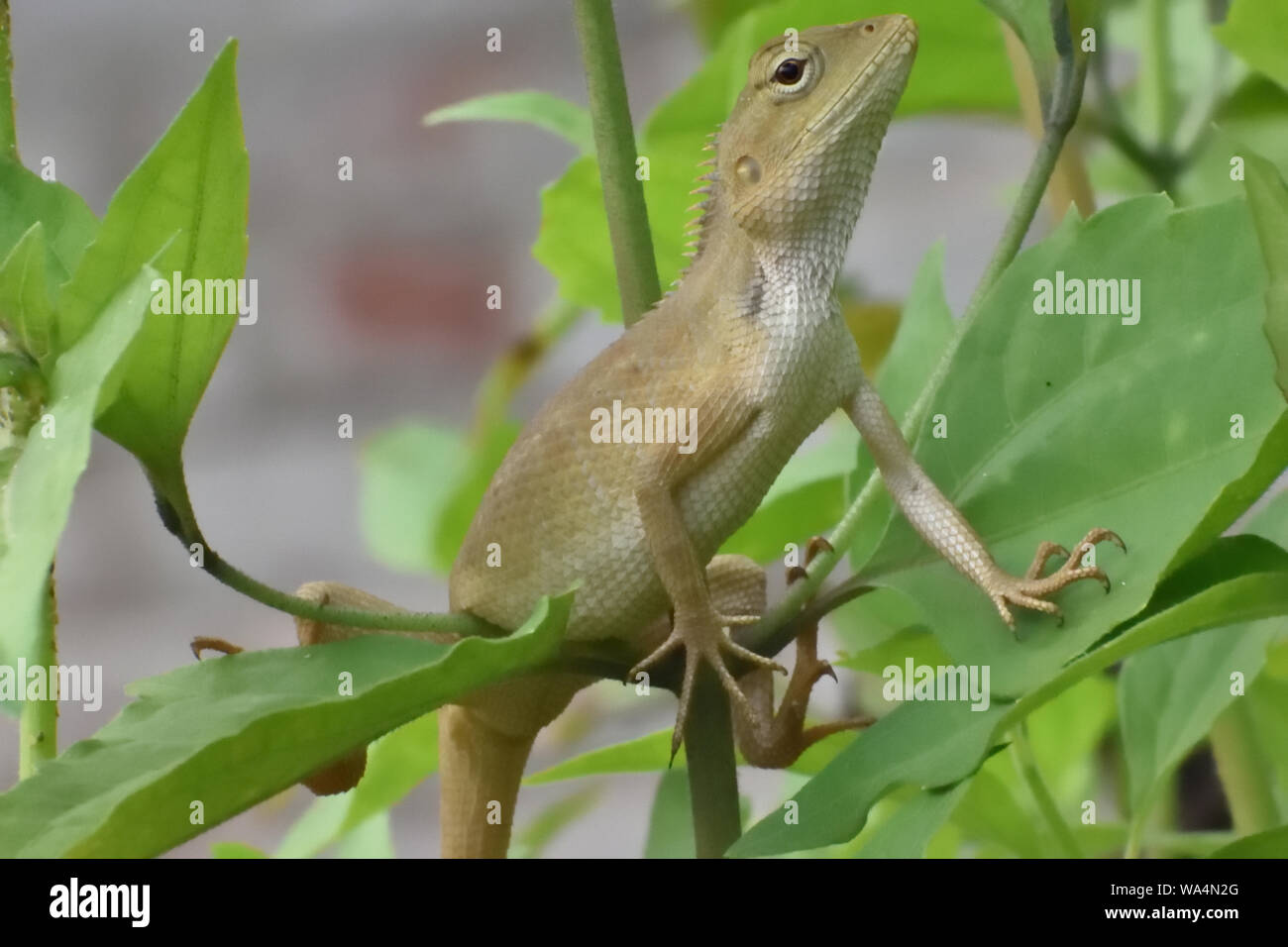 Predator lizad hi-res stock photography and images - Alamy
