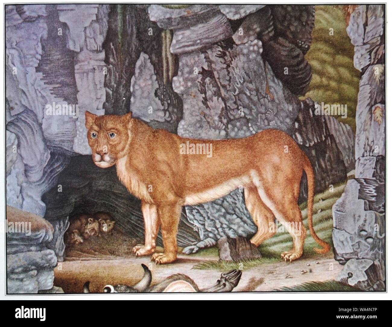 Löwin hi-res stock photography and images - Alamy