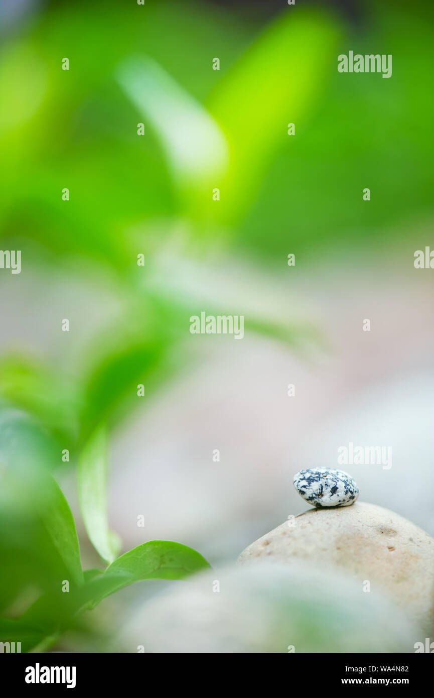 Pebble plants hi-res stock photography and images - Alamy