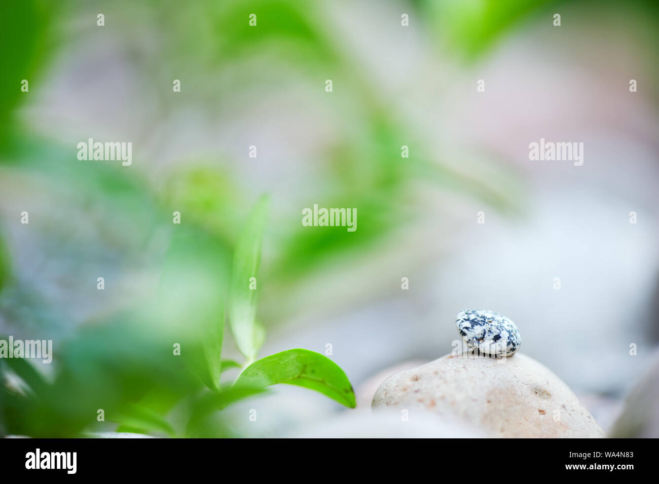 Pebble plants hi-res stock photography and images - Alamy