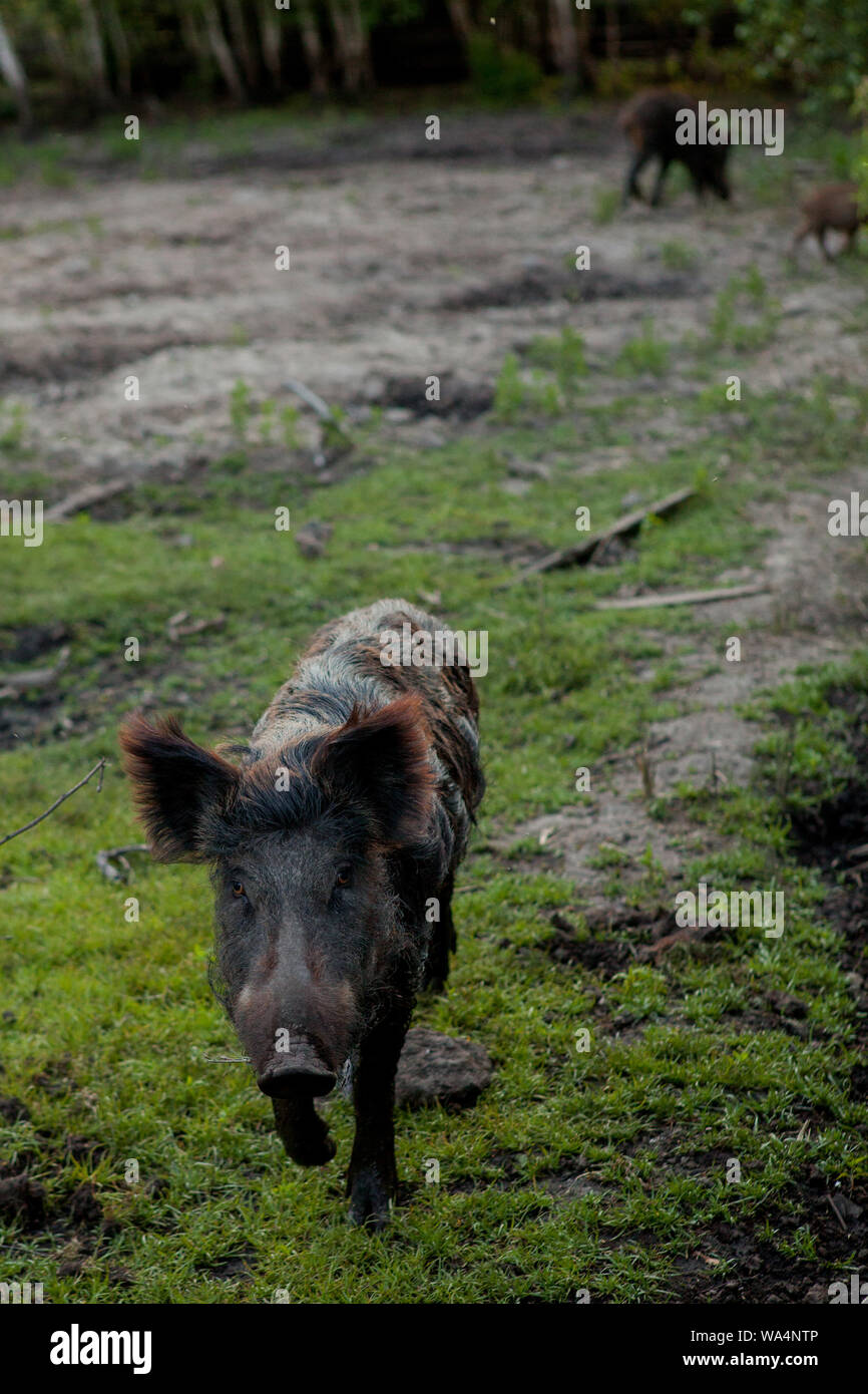 Family Group of Wart Hogs Grazing Eating Grass Food Together Stock ...