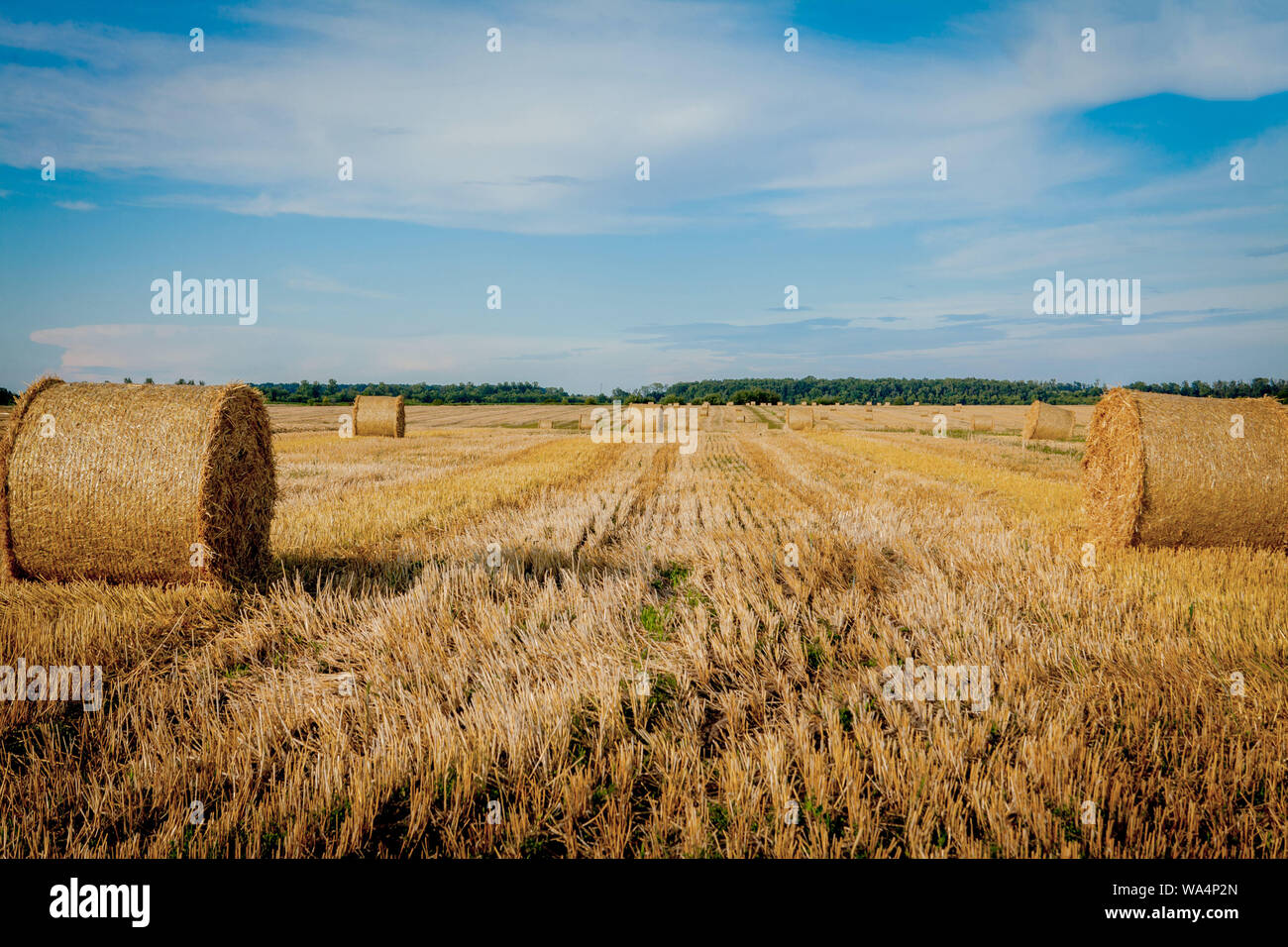Yellow golden straw bales of hay in the stubble field, agricultural ...