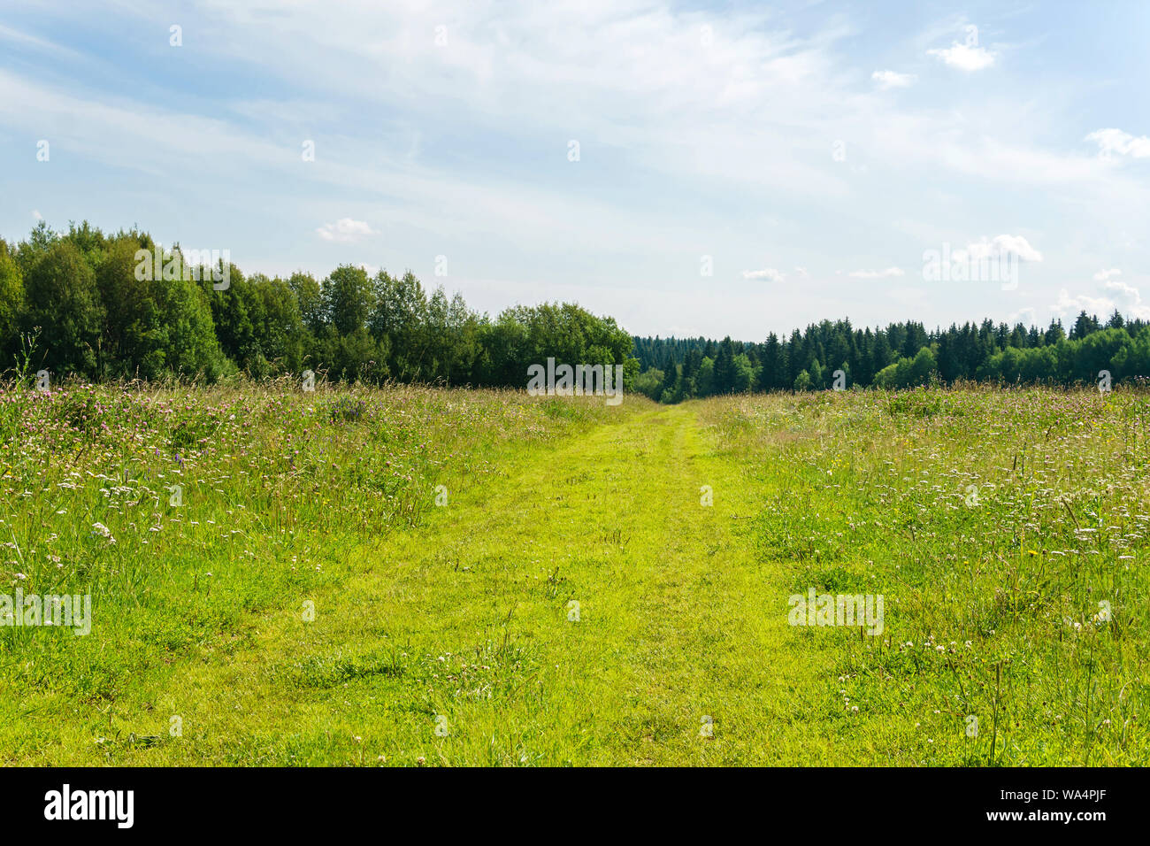 Grassy meadow edge forest hi-res stock photography and images - Alamy