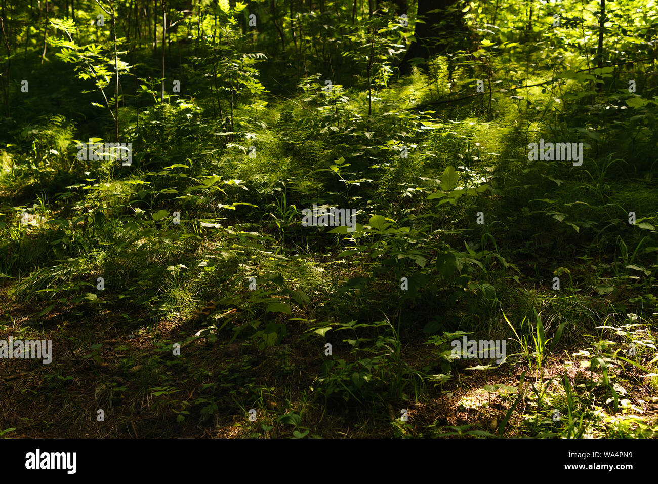 Shady spots hi-res stock photography and images - Alamy