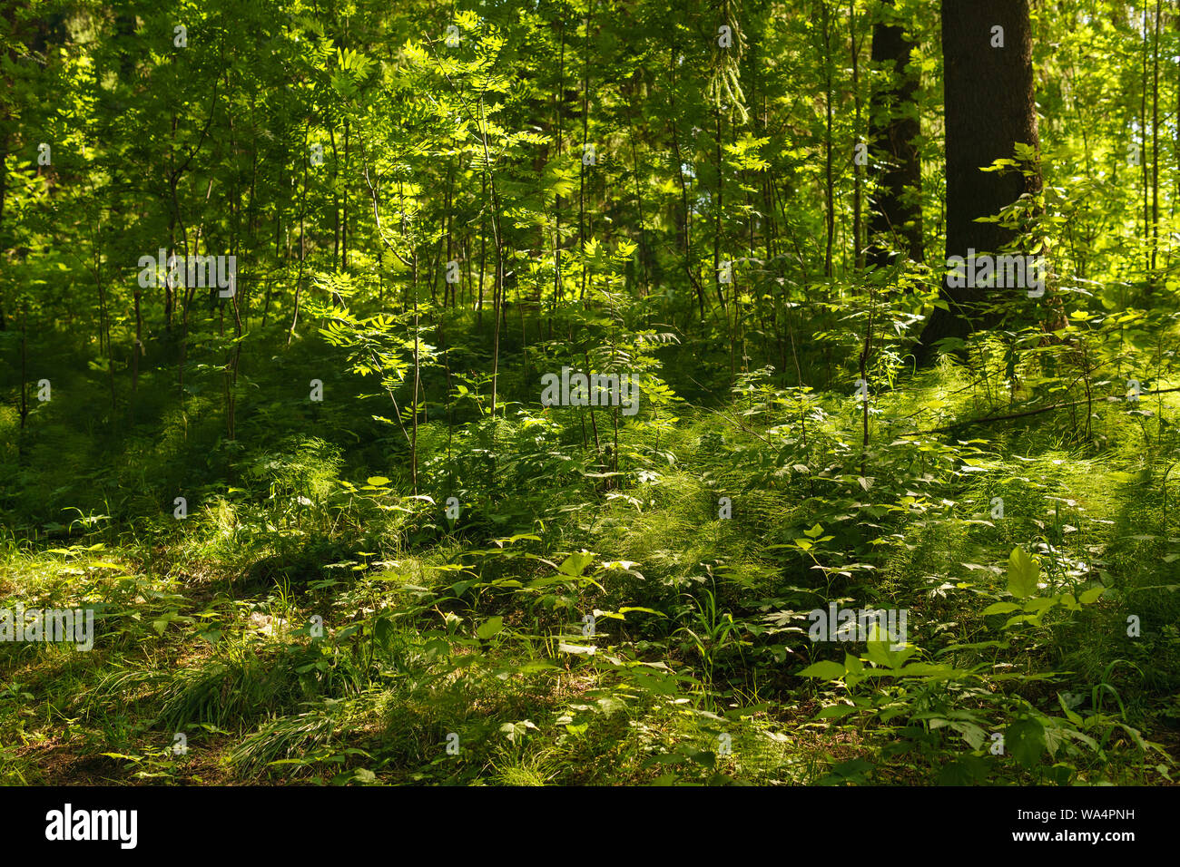 Sun rays boreal forest hi-res stock photography and images - Alamy