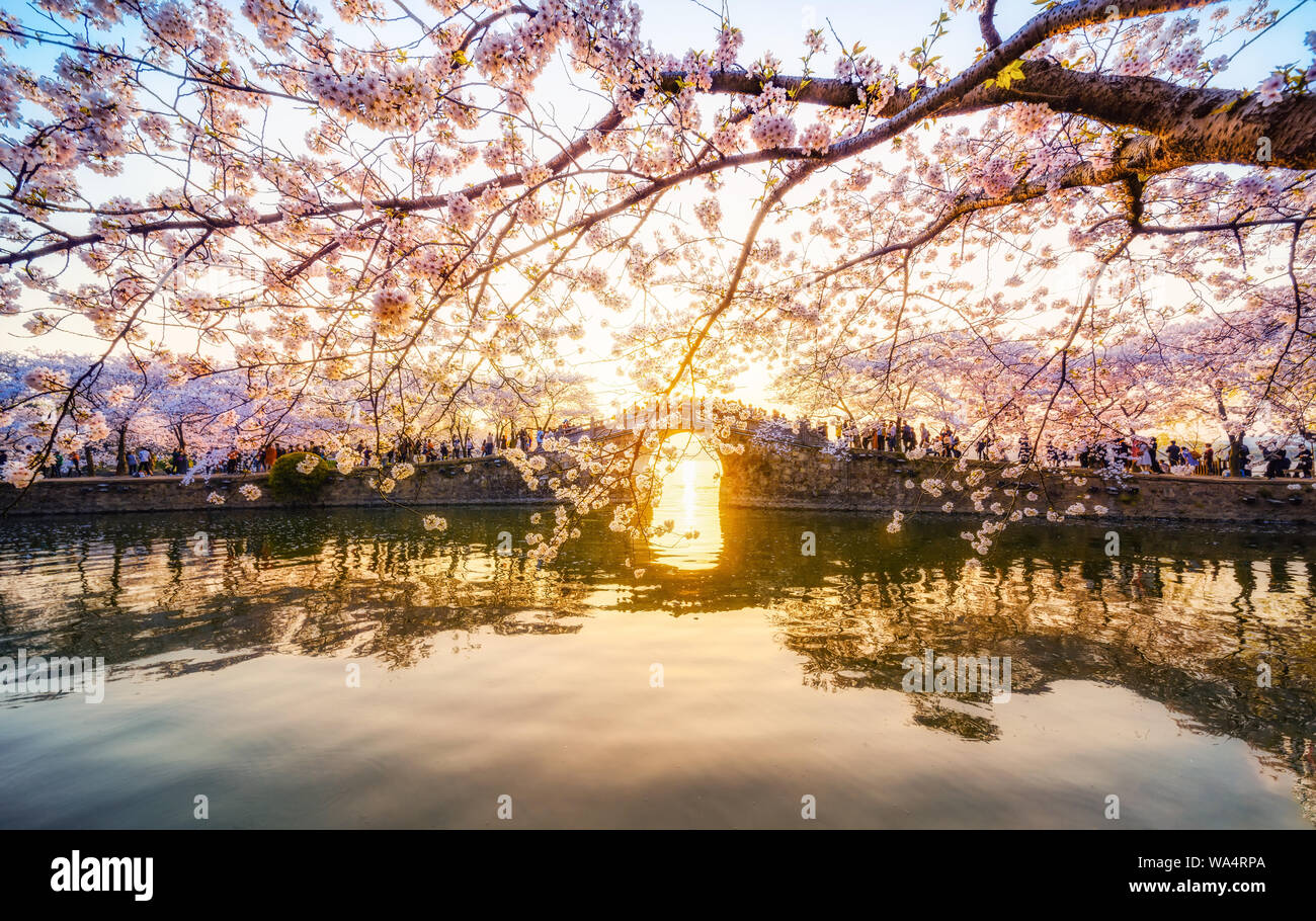 Wuxi and cherry blossom hi-res stock photography and images - Alamy
