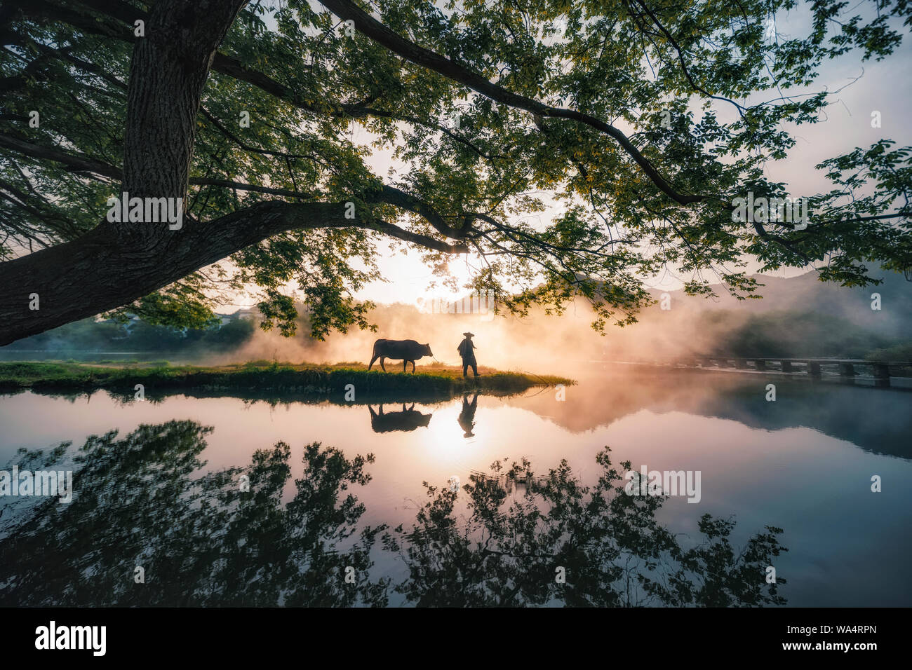 Cattle natural hi-res stock photography and images - Alamy