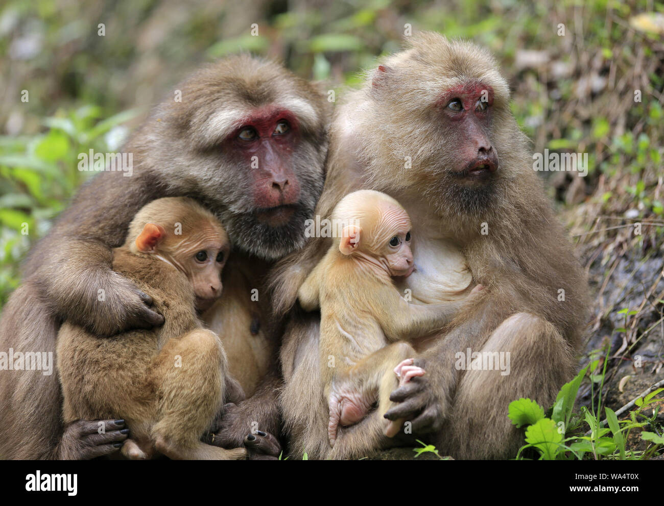 The beauty of the wild Stock Photo - Alamy