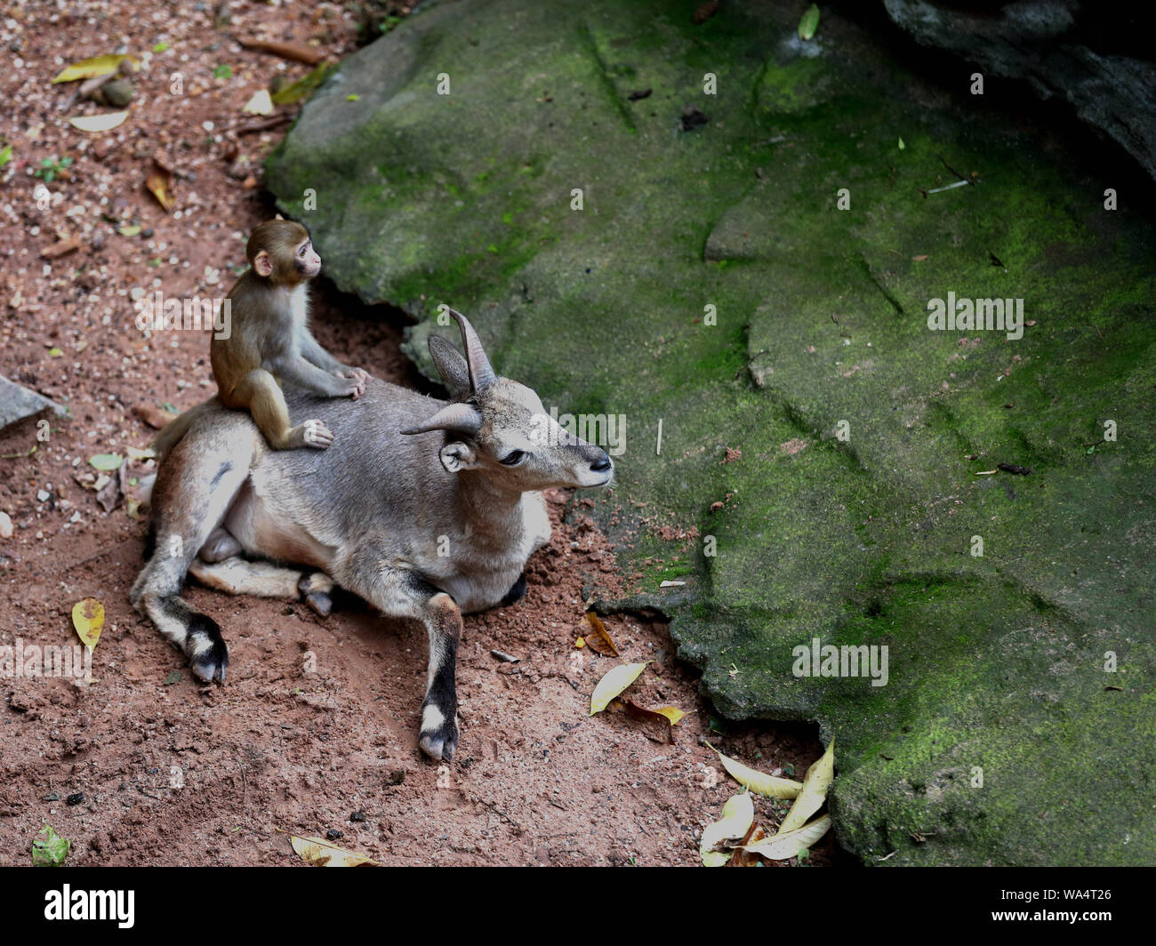 Riding sheep hi-res stock photography and images - Alamy