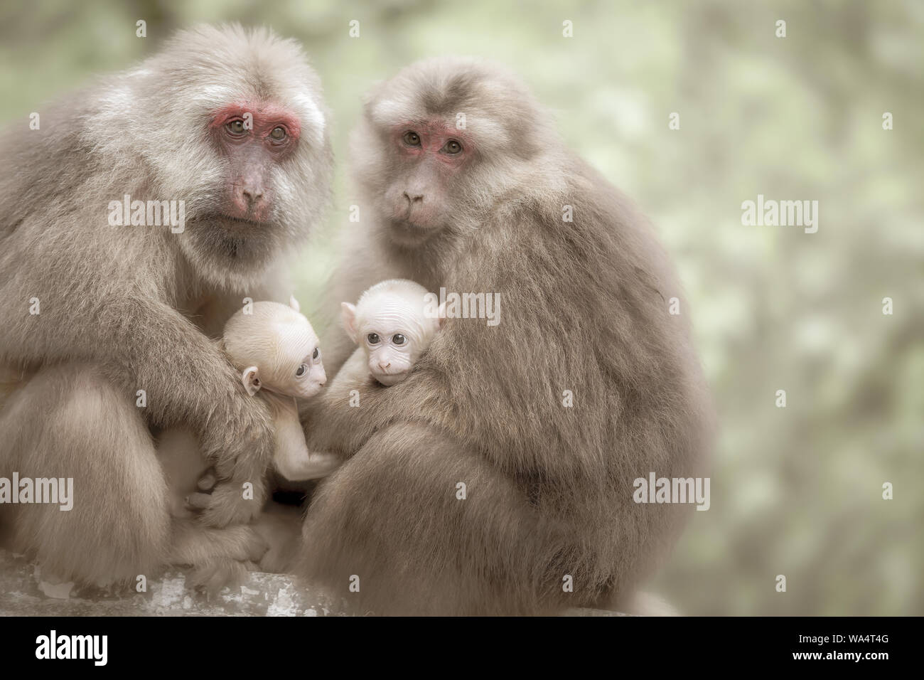 The second child age Stock Photo - Alamy