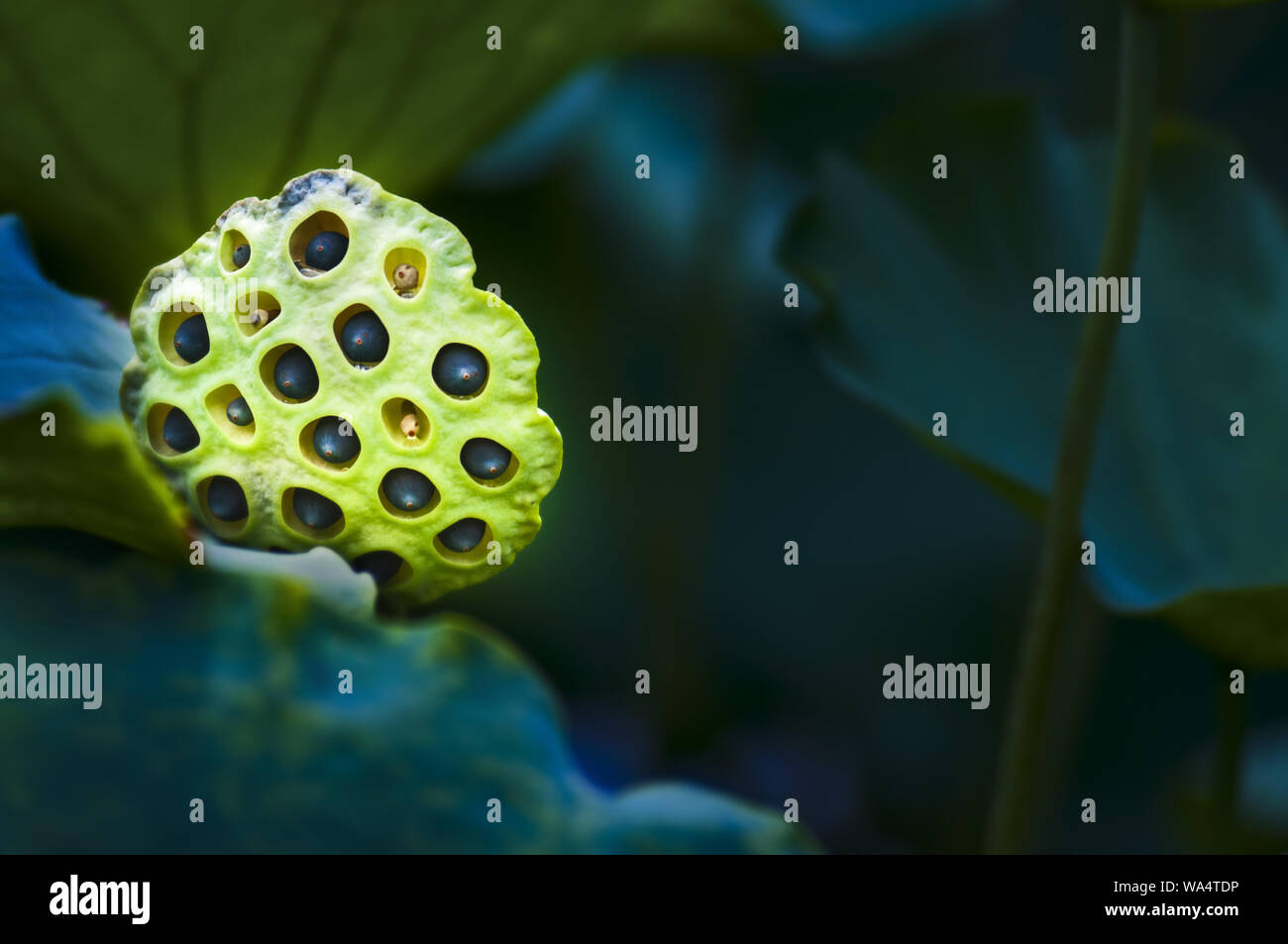 Lotus stem food hi-res stock photography and images - Alamy