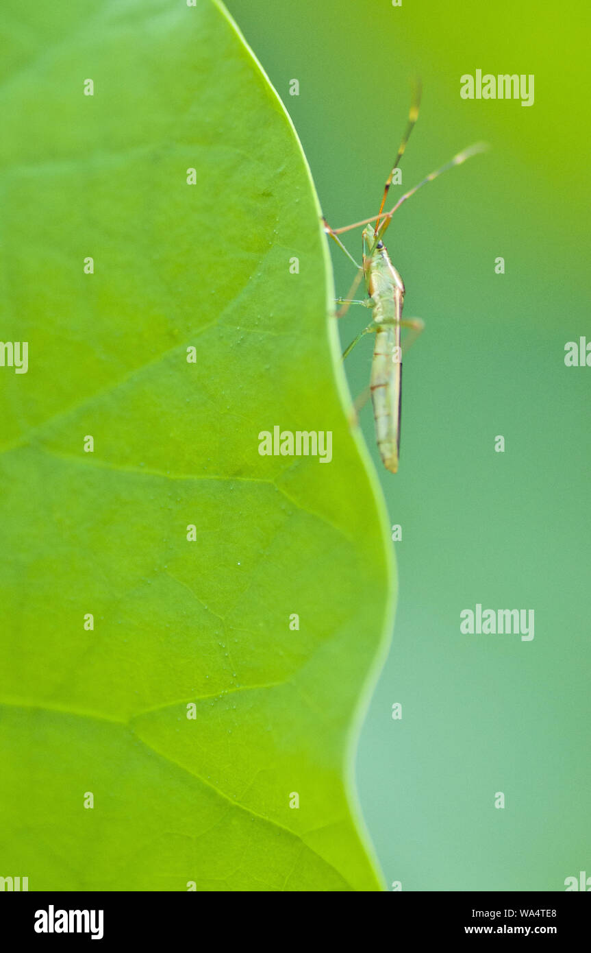 Lying insects hi-res stock photography and images - Alamy