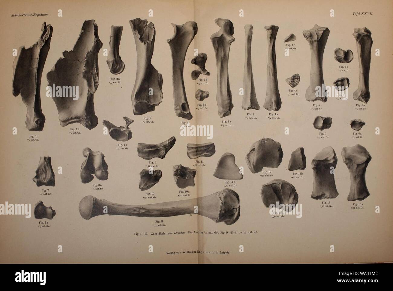 Die Pithecanthropus-Schichten auf Java Stock Photo - Alamy