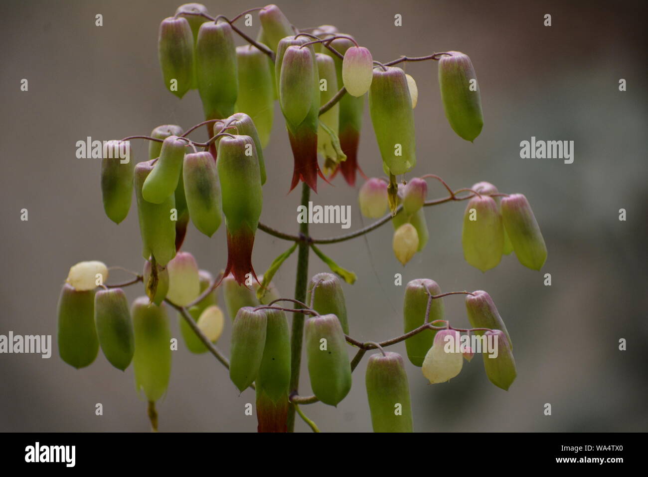 Pathor kuchi flower hi-res stock photography and images - Alamy