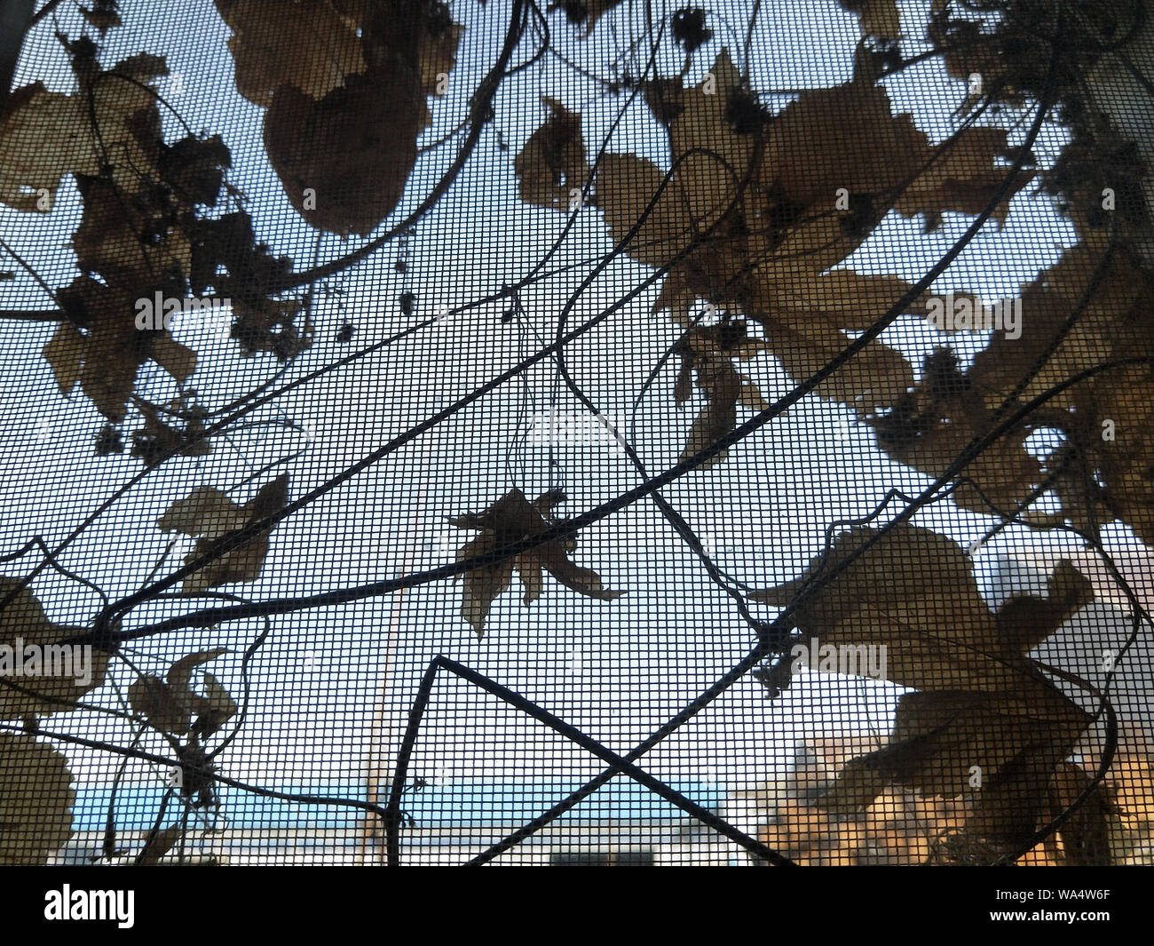 Network with dead leaves Stock Photo - Alamy
