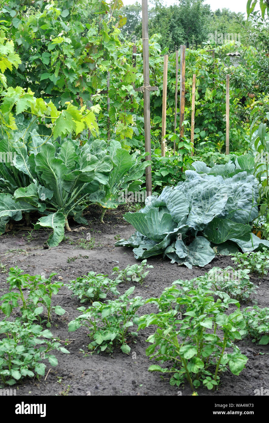 organically cultivated various vegetables in the vegetable garden ...