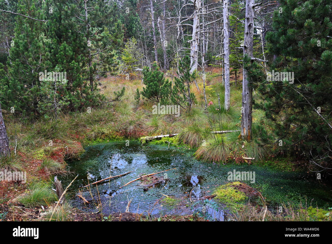 Werdensteiner Moos is a moor in the Allgäu, Bavaria, Germany, Europe ...