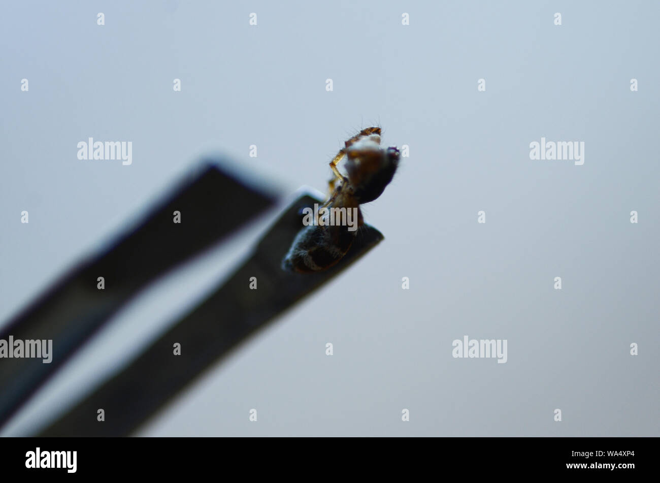 AUTOPSY ARACHNID: A thorough examination and research of a spiders dead ...