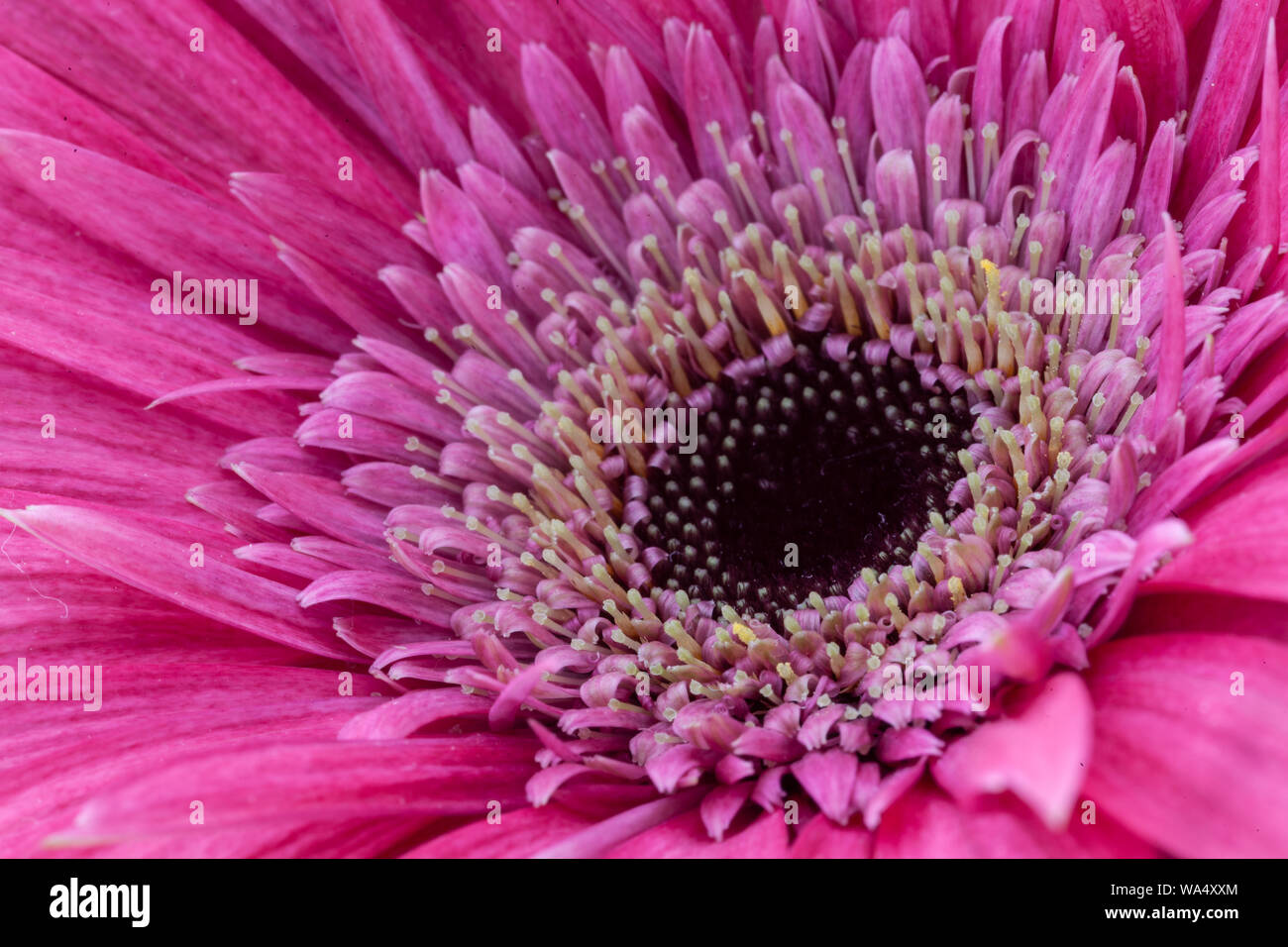 Gerbera flower head close up detail Stock Photo - Alamy