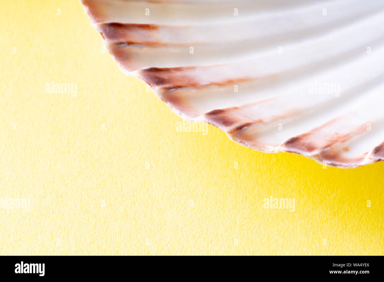 Seashell border sea shell hi-res stock photography and images - Alamy