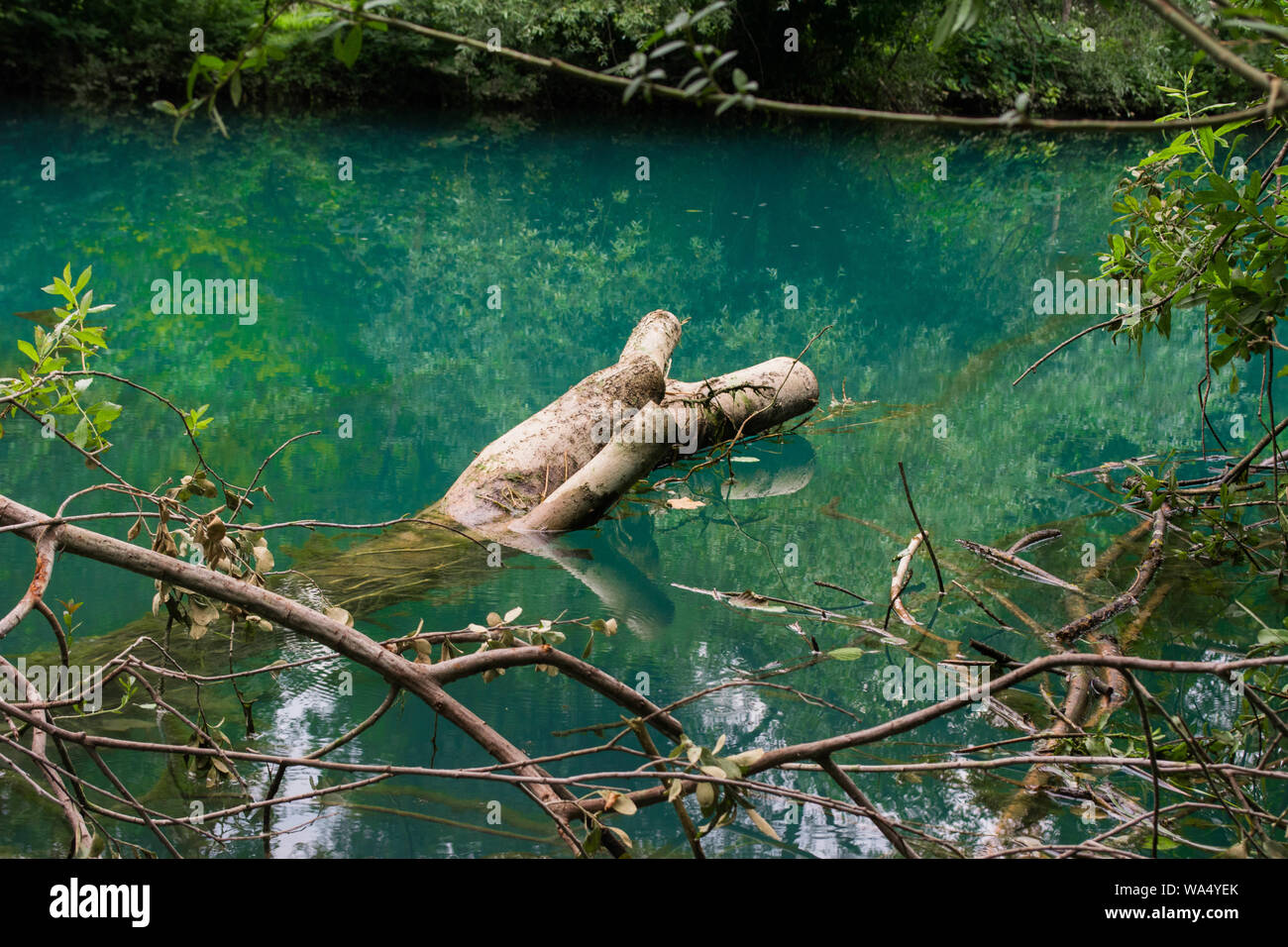 log in the water Stock Photo - Alamy
