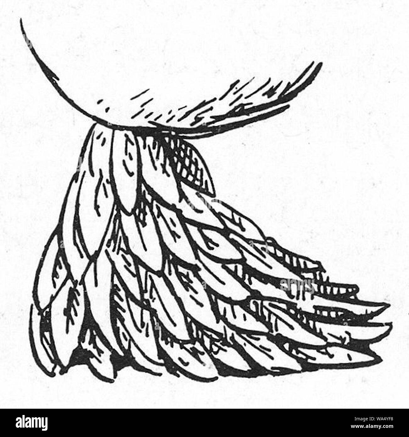 Die Taube 1984 0011e stark belatscht Stock Photo - Alamy