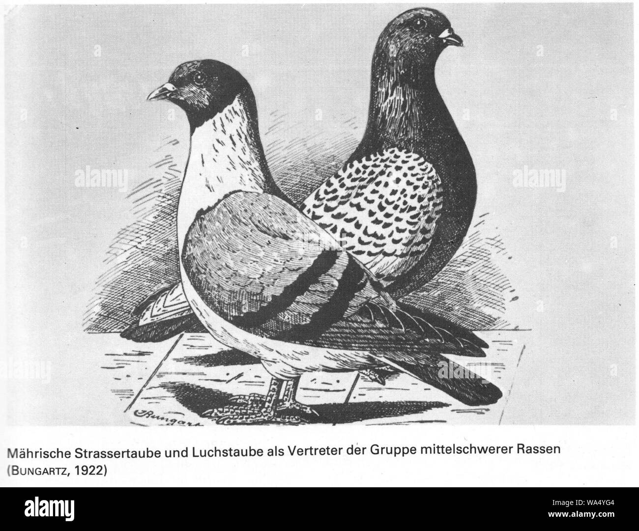 Die taube hi-res stock photography and images - Alamy