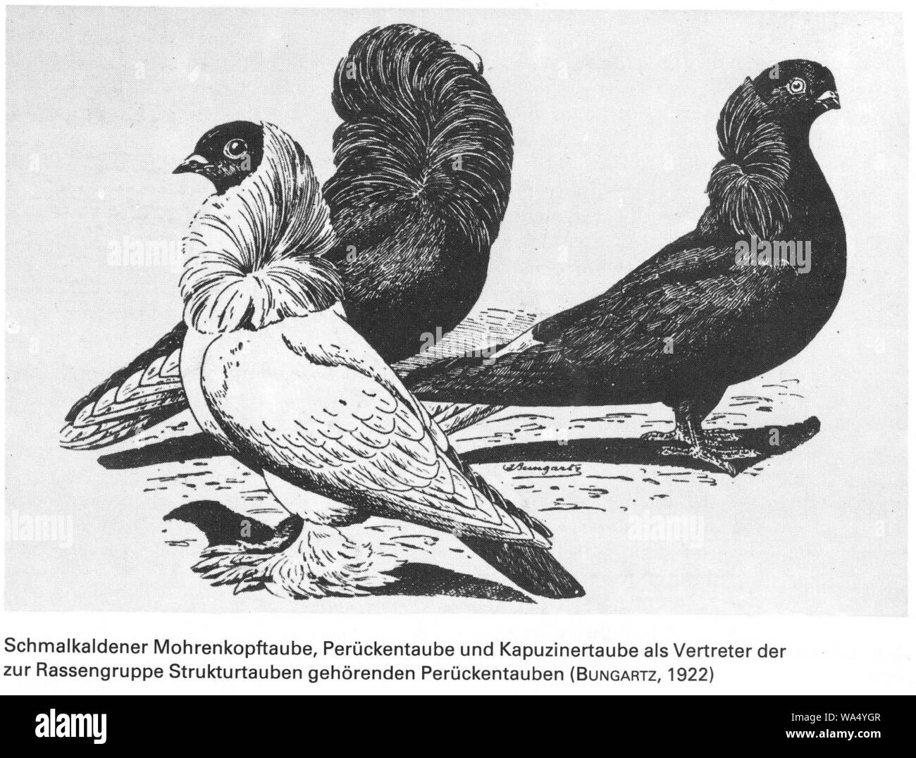 Die Taube, 1984, 0016 Stock Photo - Alamy