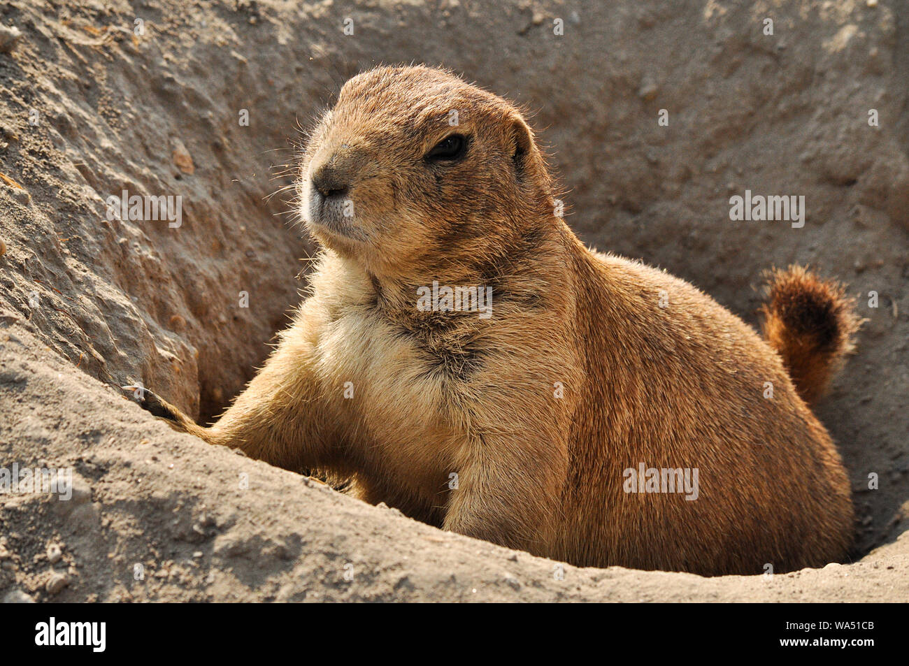 Little marmot hi-res stock photography and images - Alamy