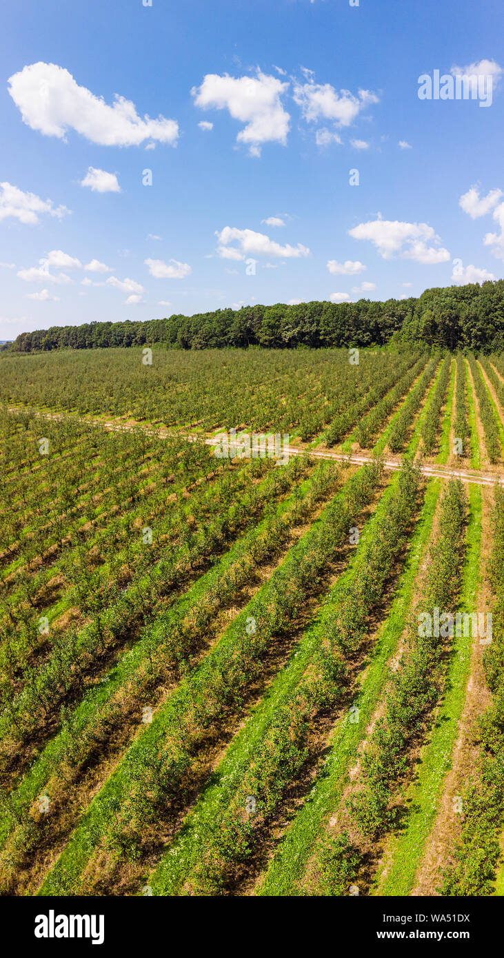Aerial view of apple orchard with beautiful blue sky on background ...