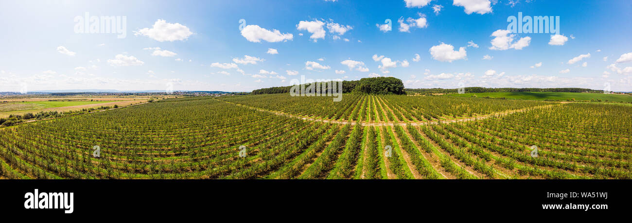 Aerial view of apple orchard with beautiful blue sky on background ...