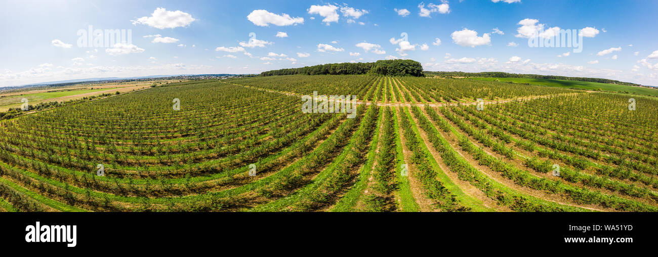 Panoramic view fruit trees orchard hi-res stock photography and images ...