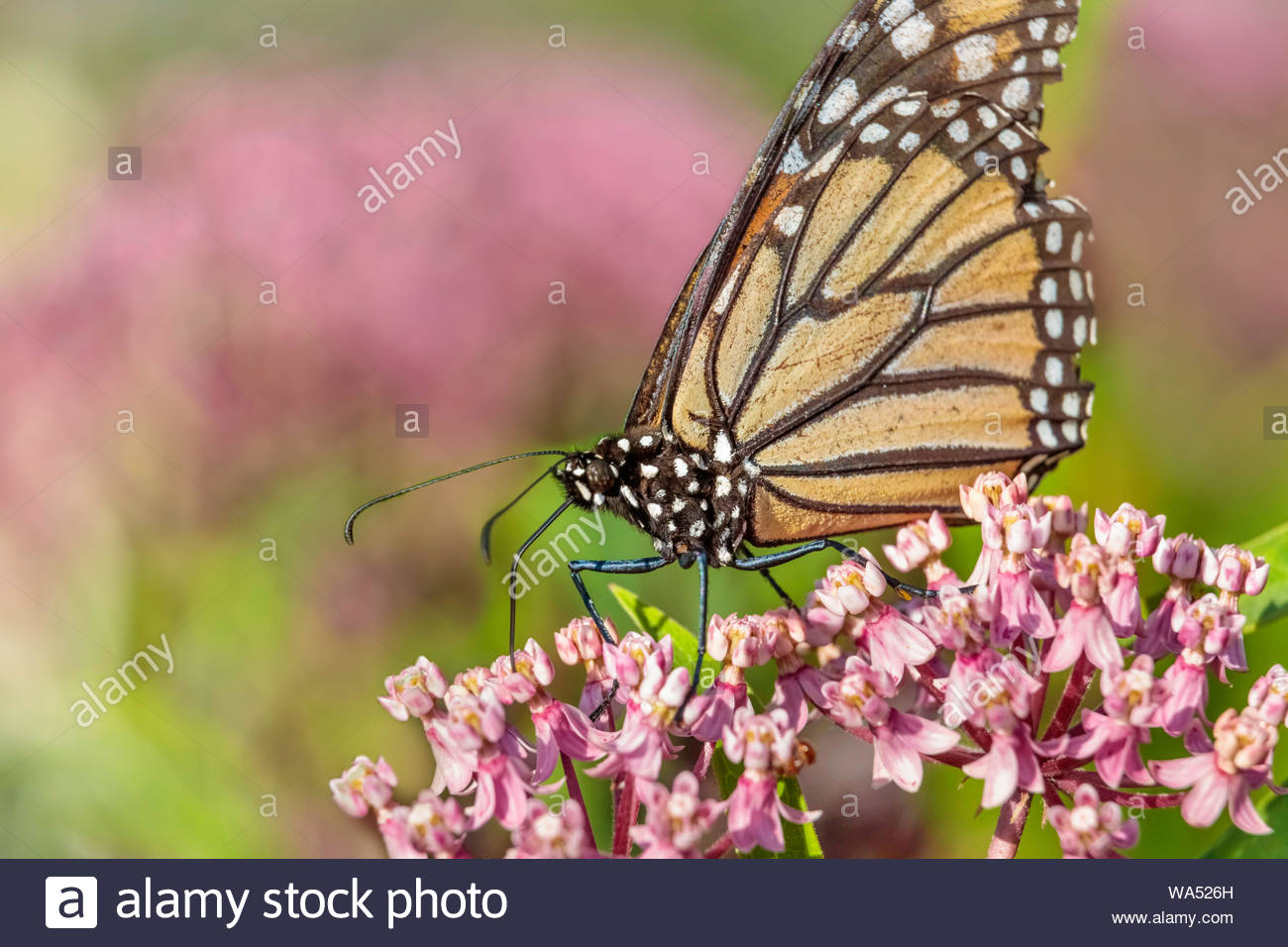 Common Wanderer Butterfly High Resolution Stock Photography and Images ...