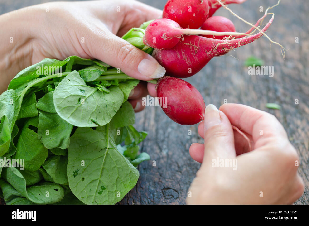 Organic radishes are in woman's hand in the kitchen Stock Photo - Alamy
