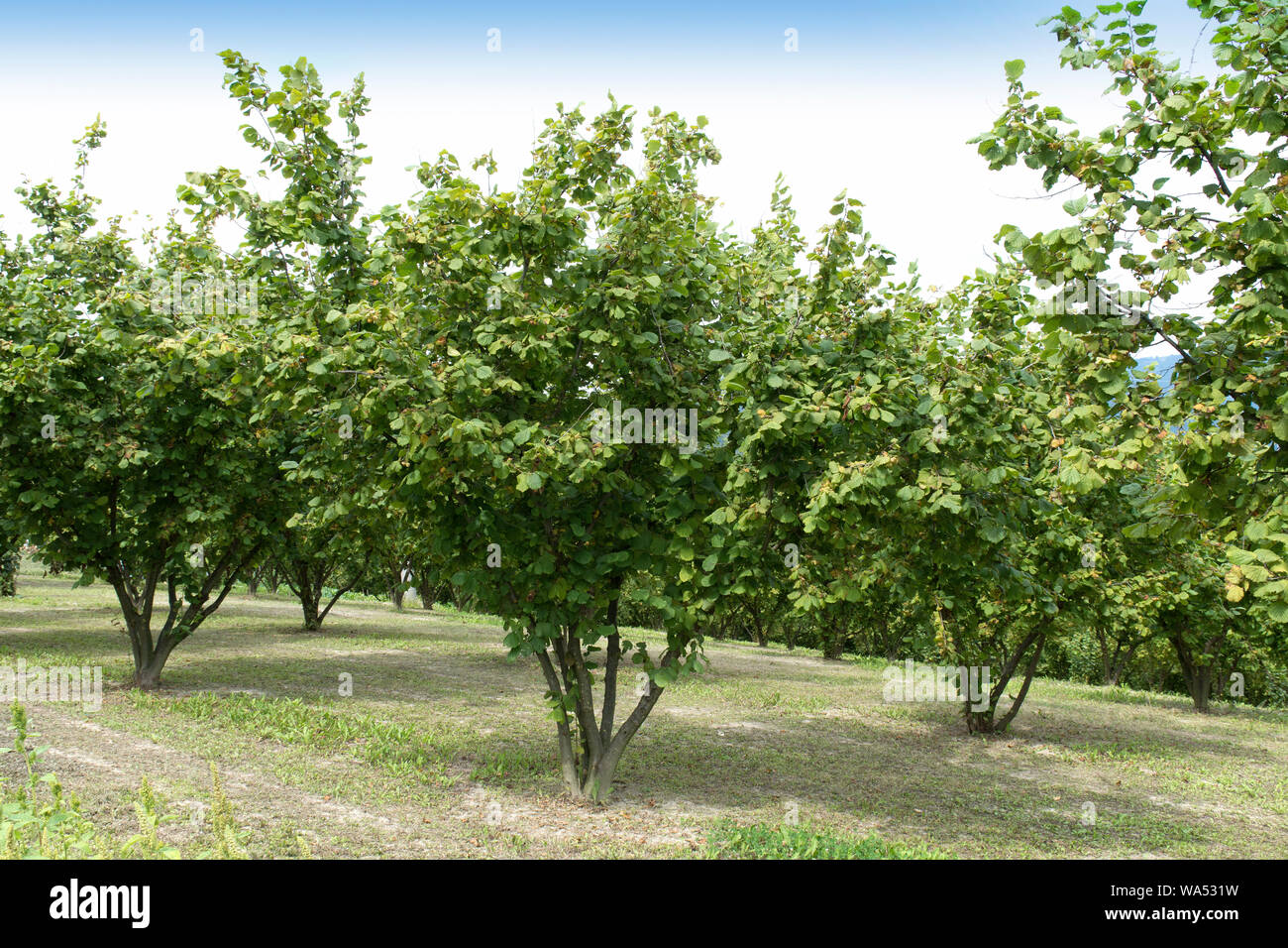 Plantation of hazelnut trees in the Langhe in Piedmont Italy Stock ...